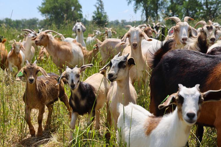 Nebraska Extension links goat farm to local meat market