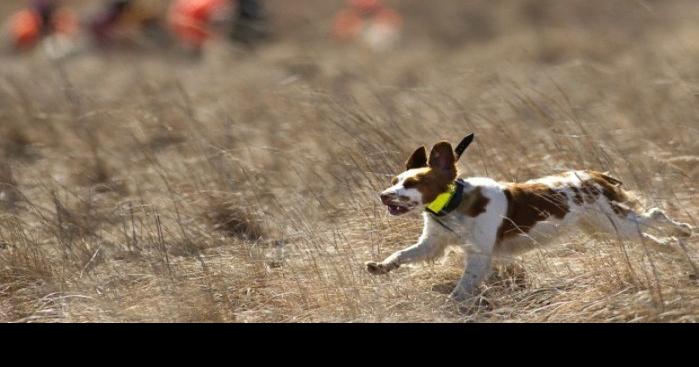 Best pointing dogs in nation compete in AKC gun dog championships