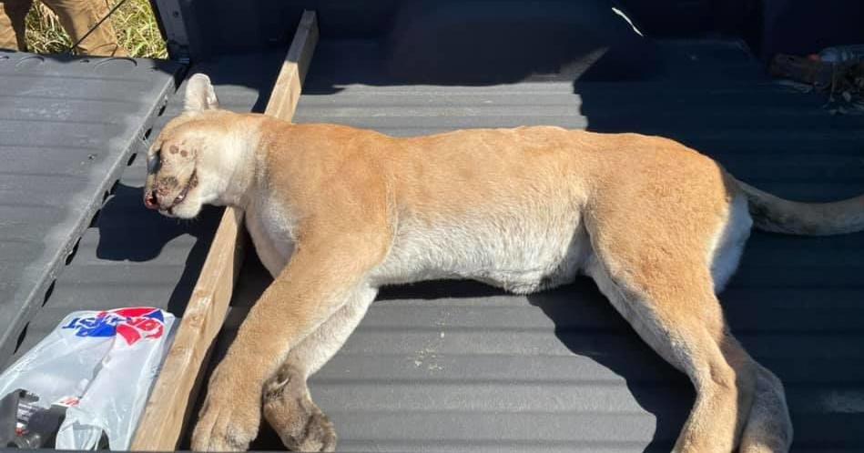 'A very large cat' — Mountain lion hit, killed in Nance County