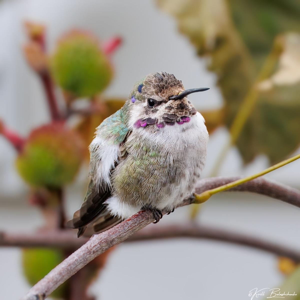 Lincoln birder helps save rare Costa's hummingbird