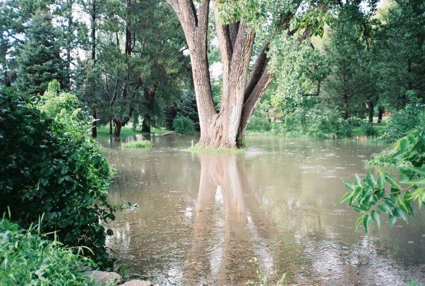 Simply Trees: Impact of flooding on trees