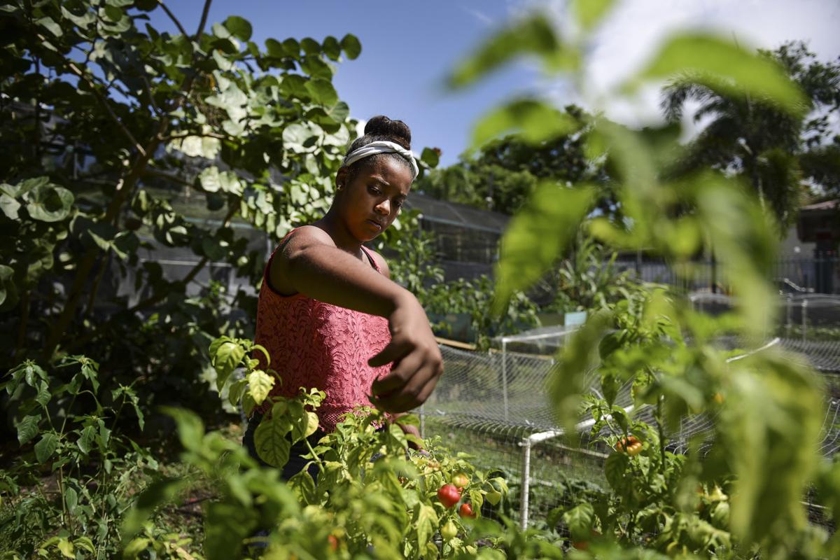 14 photos of Puerto Rico's farming renaissance | World News ...