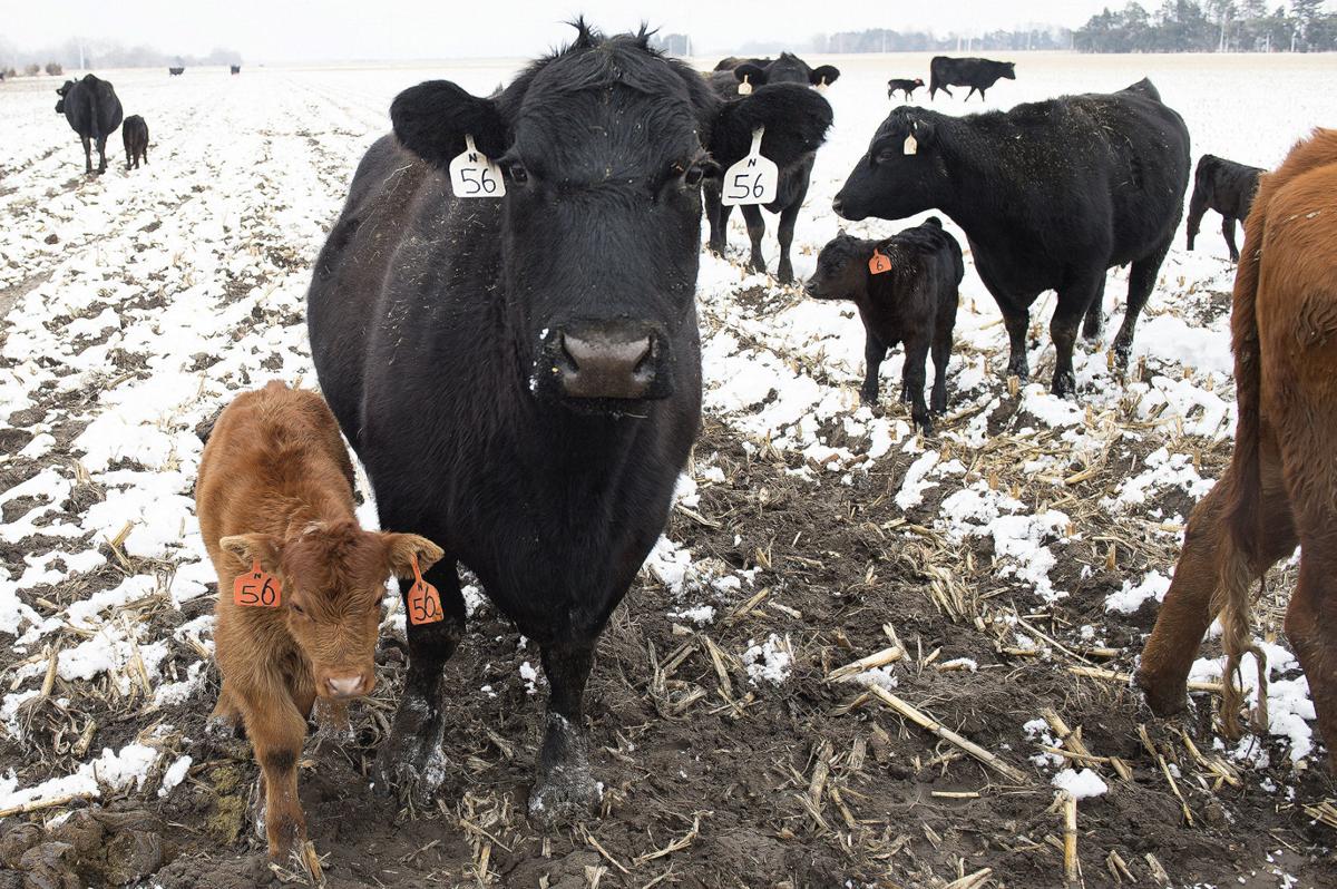 The annual ritual of calving season in Nebraska | Agriculture ...