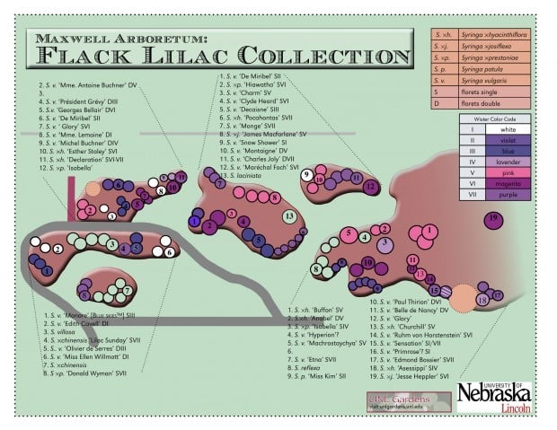 Lilacs take center stage at Maxwell Arboretum