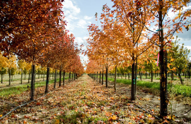 Photos: Fall colors in Nebraska