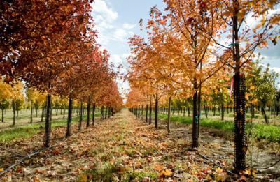 Photos: Fall colors in Nebraska