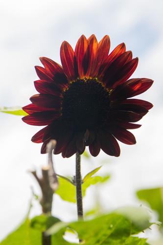 Sarah Browning: Get roses ready for growing season
