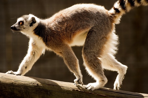 Lincoln zoo breeding endangered lemurs