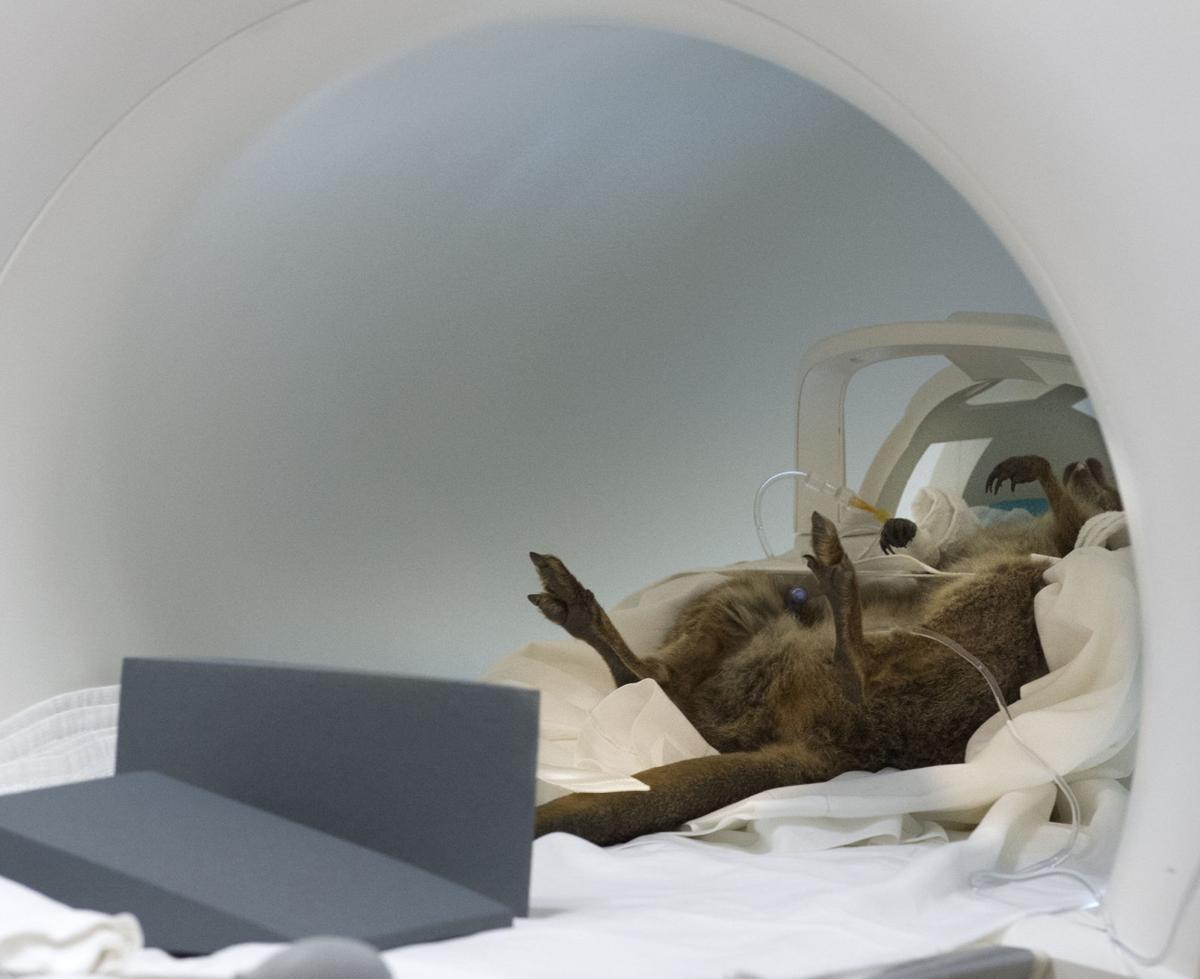 Ailing zoo wallaby gets a brain scan | Family | journalstar.com