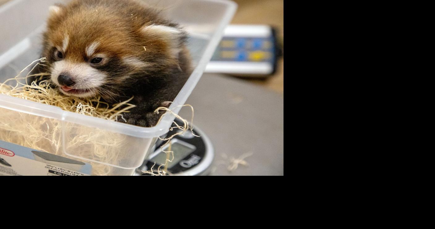 Lincoln Children's Zoo welcomes triplet red panda cubs