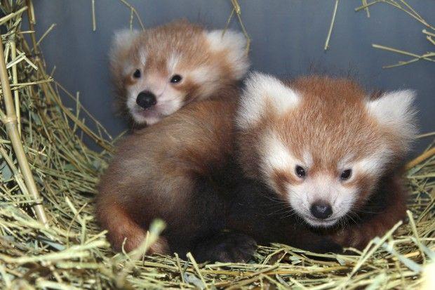 Photos: Red panda babies