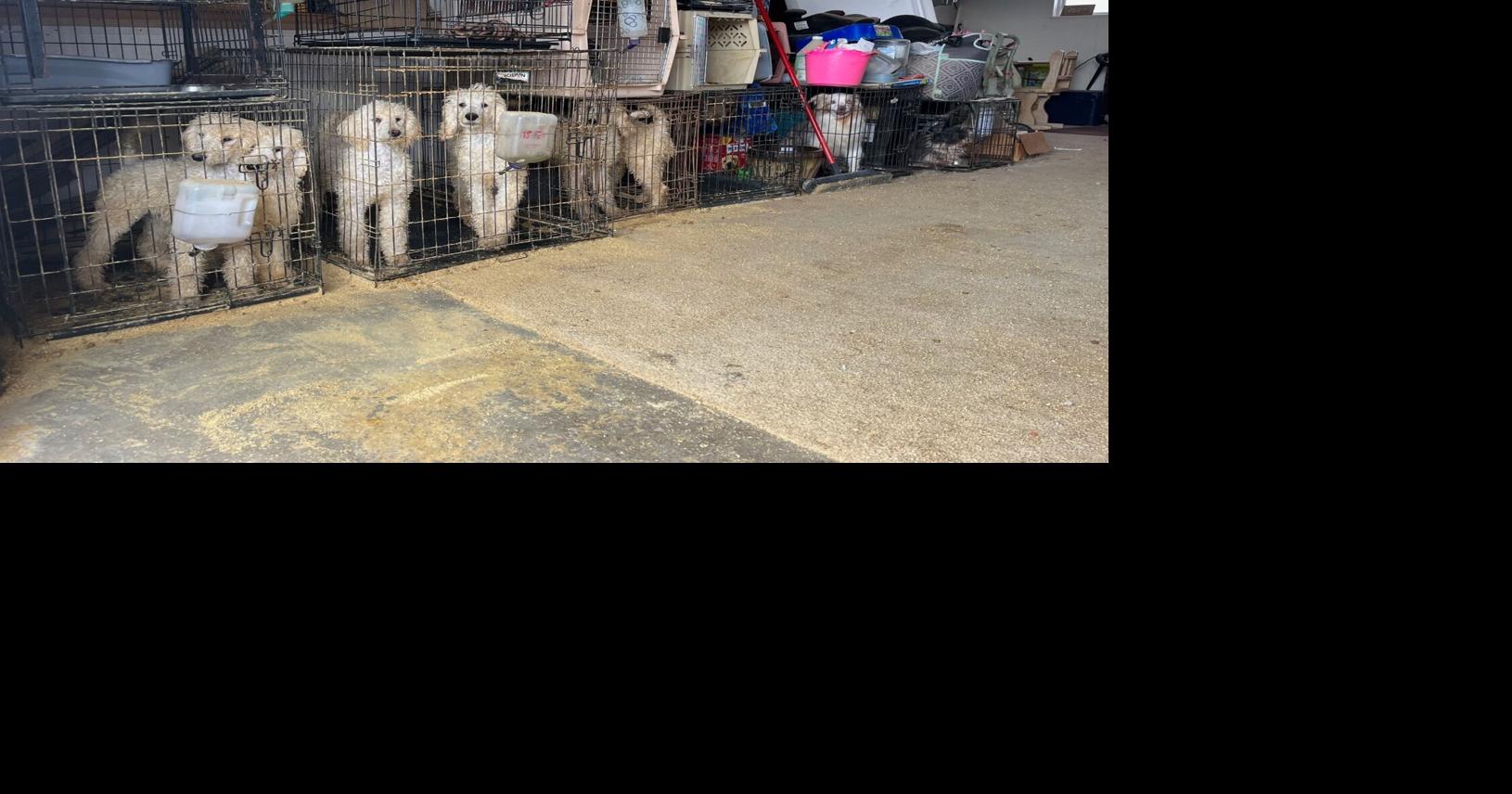 28 dogs rescued from unlicensed breeder northwest of Lincoln, sheriff says