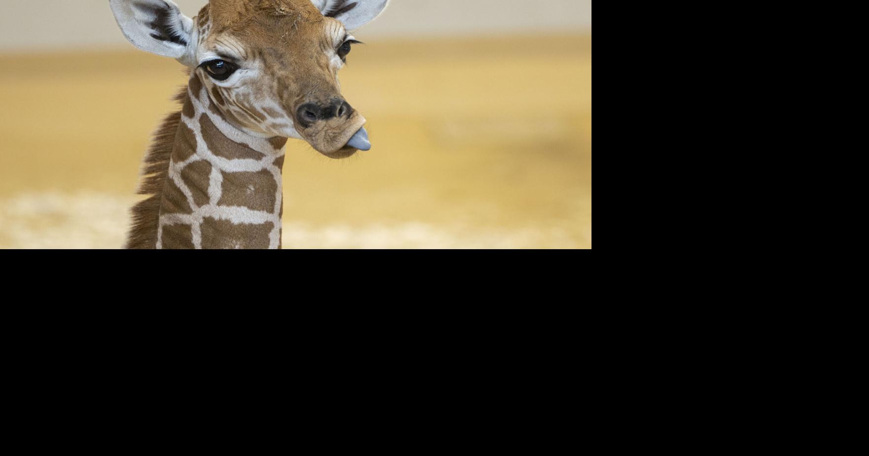 Photos and video: See the baby giraffe born at the Lincoln Children's Zoo