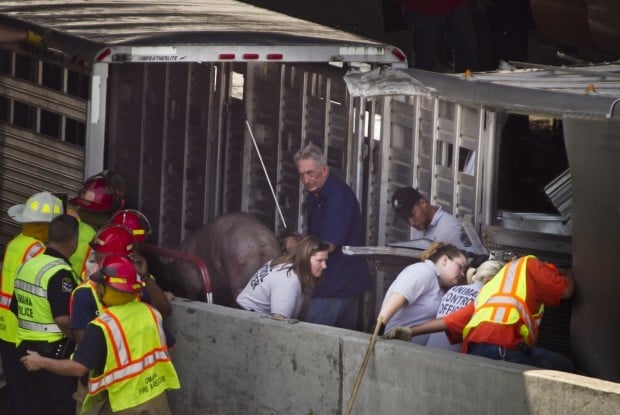 Hogs killed, injured in Omaha semitrailer accident