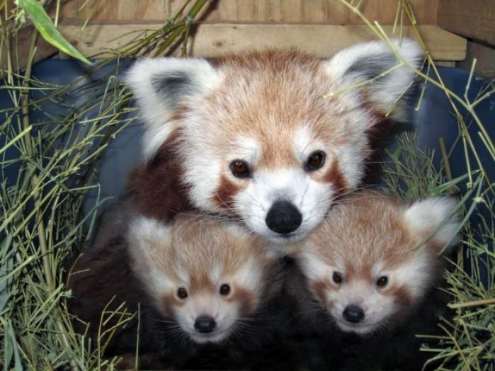 It's twins! Zoo's red panda Sophia gives birth | Local | journalstar.com
