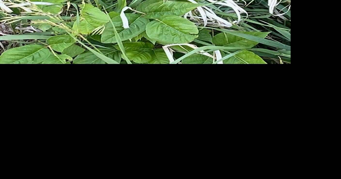 Sarah Browning: 'Leaves of three" mean poison ivy