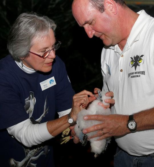Photos: Banding the Capitol falcons