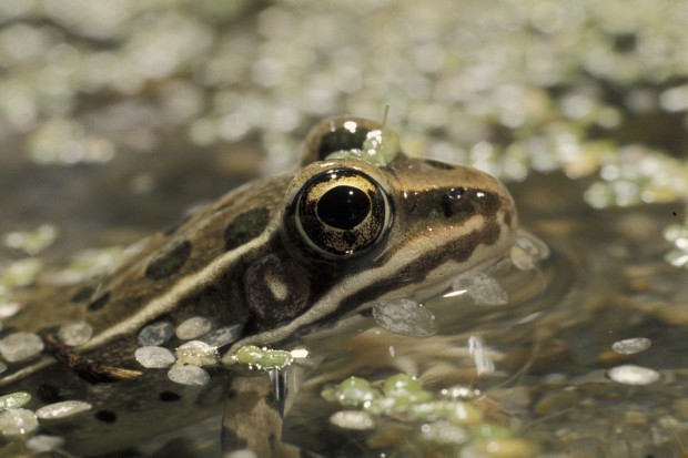 Leopard frogs off the hook in Nebraska