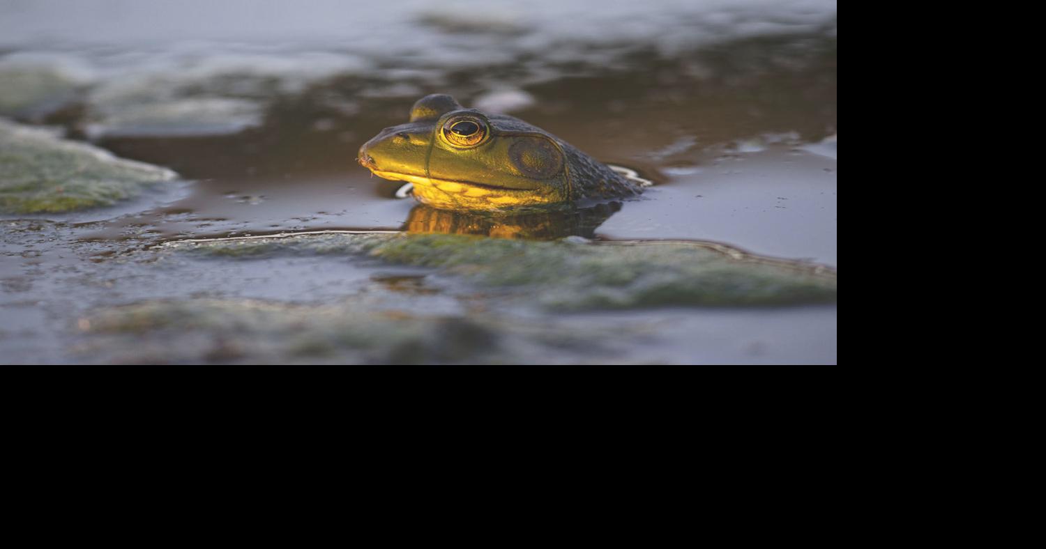 Tips to get a jump on bullfrog season