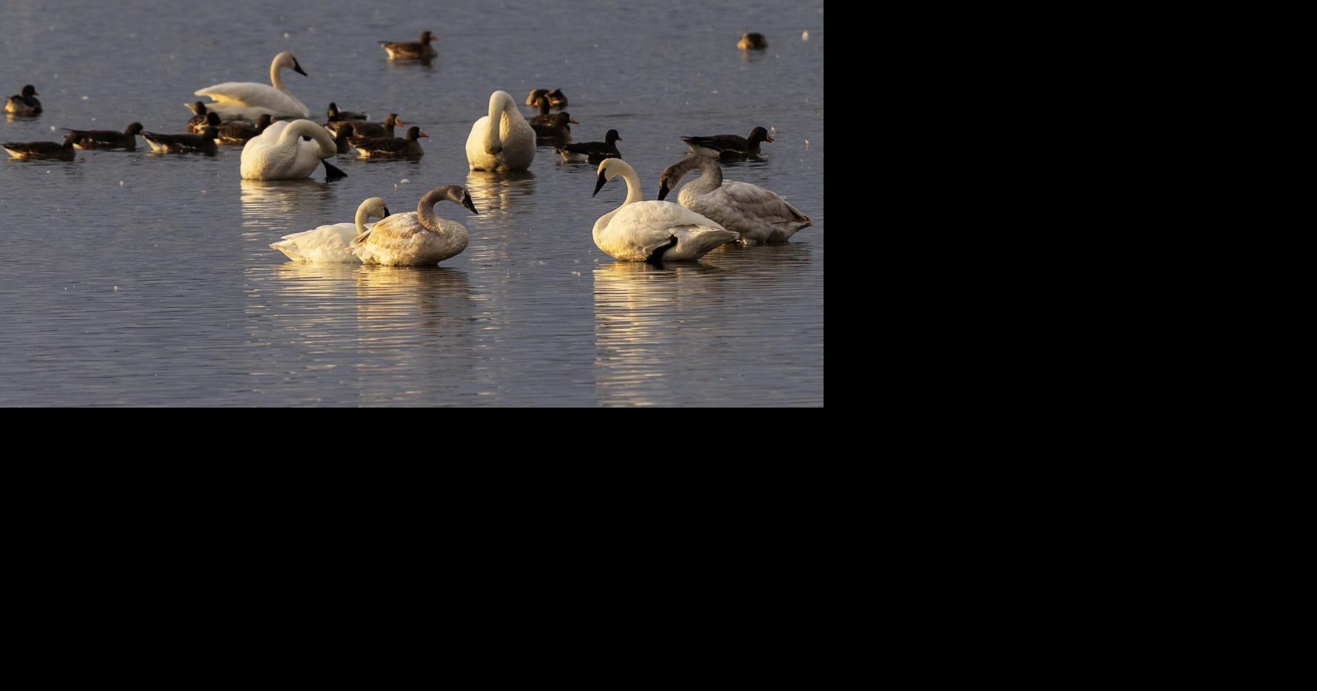 Nebraska Game and Parks investigating trumpeter swan deaths