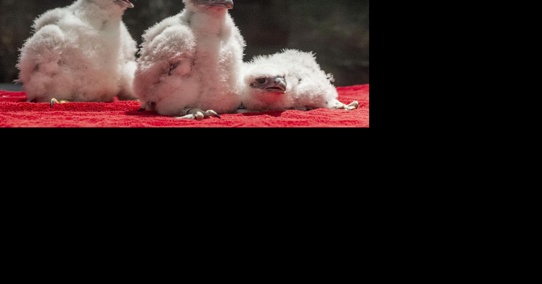 'Lofty names:' Nebraska Capitol peregrine falcon chicks named