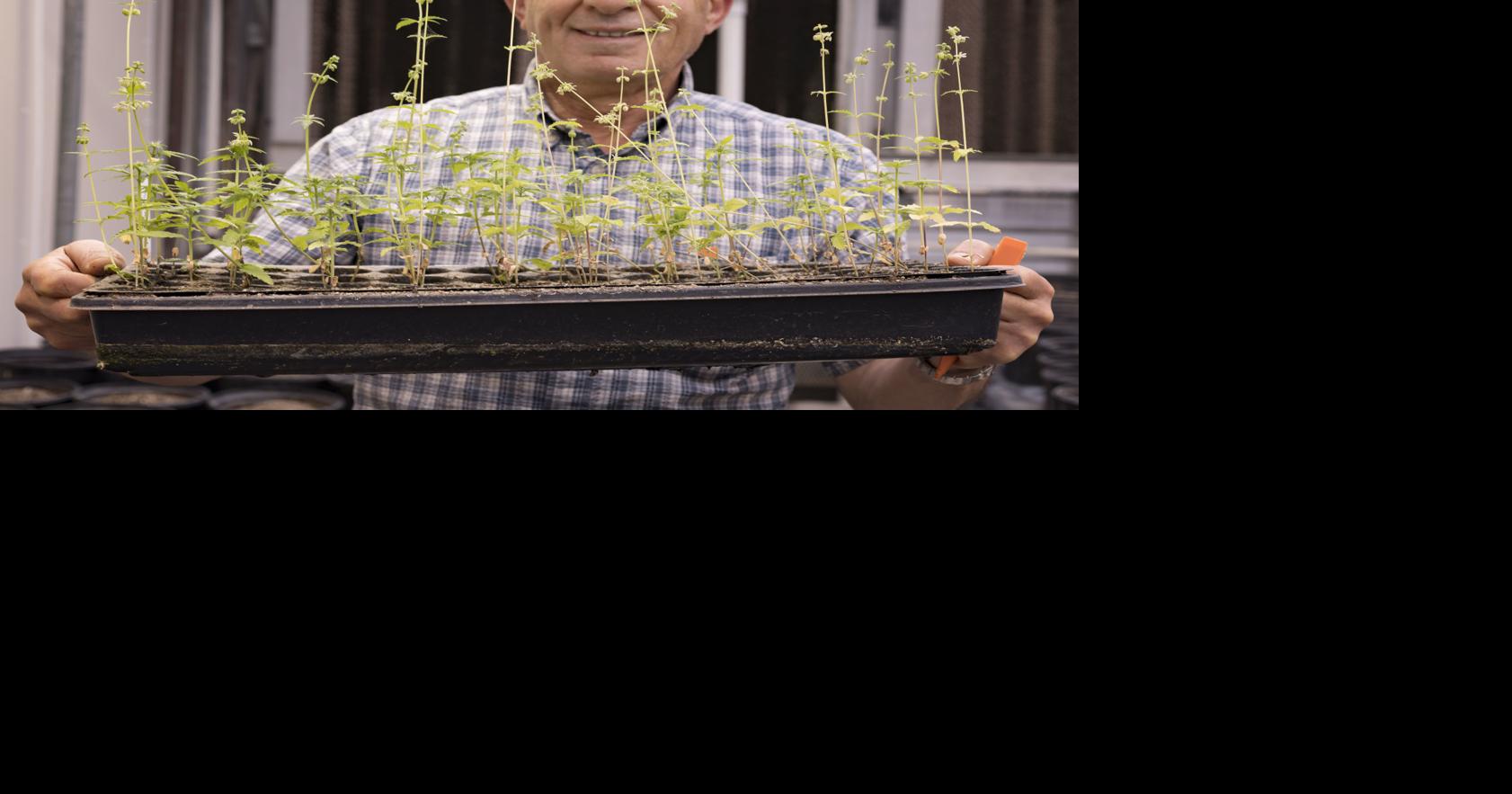 UNL launches hemp research