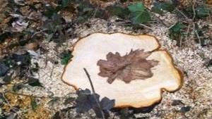 Apple tree trunk reveals weird maple leaf design | Local | journalstar.com