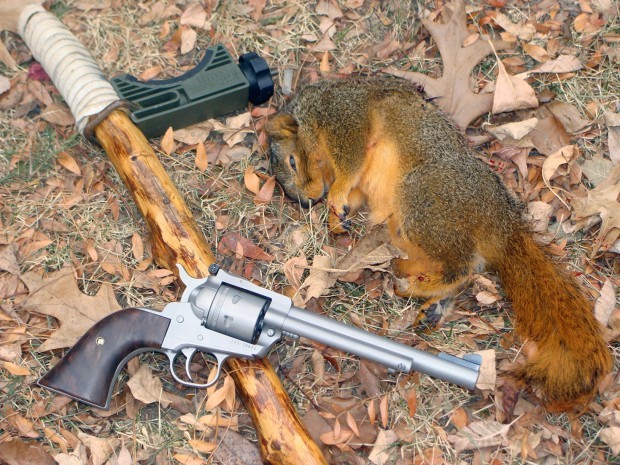 Season of the squirrel