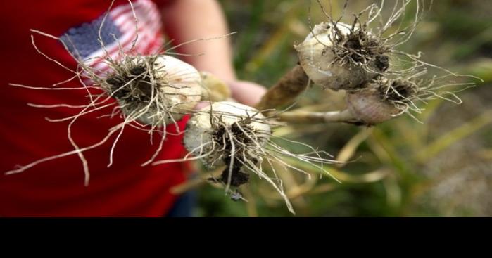 Adams family finds green in garlic