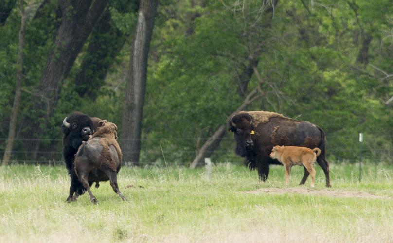 Bison genetic movement finds its legs at The Crane Trust