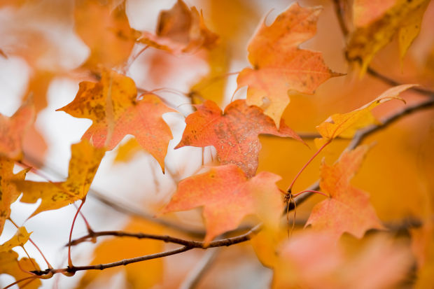Photos: Fall colors in Nebraska