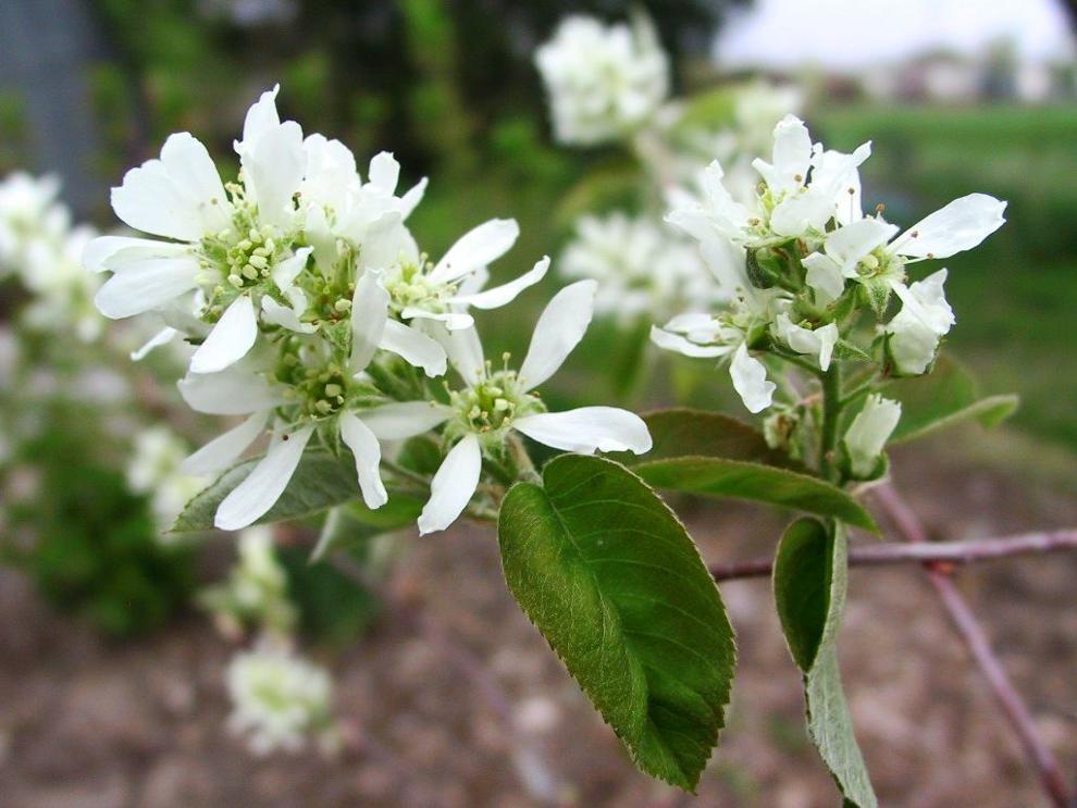 Sarah Browning: Apples, pears flourish in Nebraska
