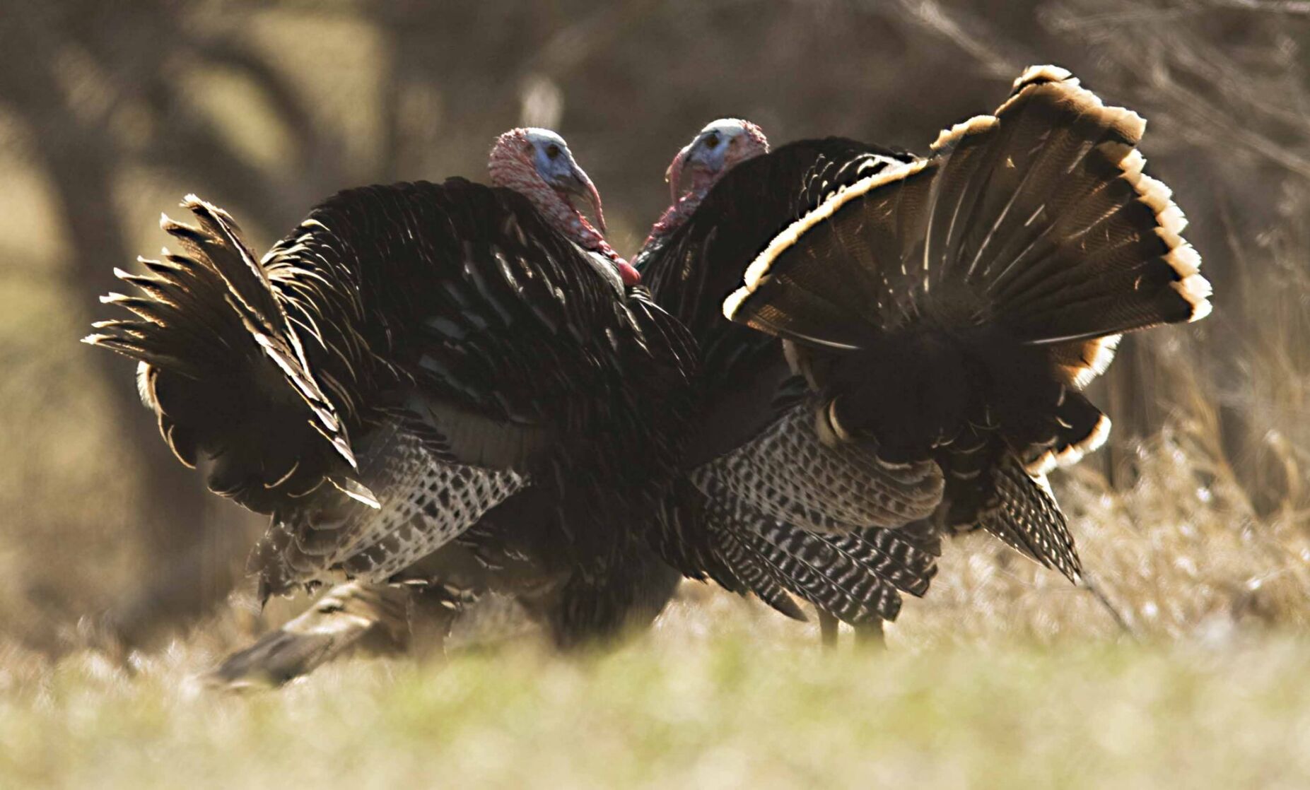 There’s no resisting call of spring turkey season