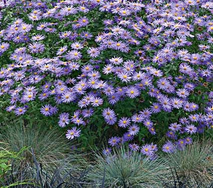 Asters bring color to the late summer garden