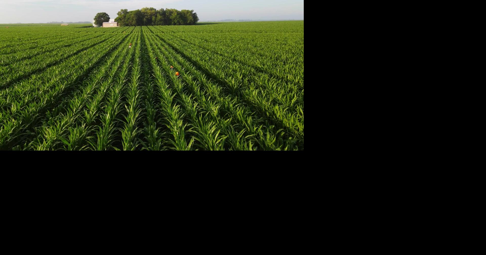 Detasseling drone video