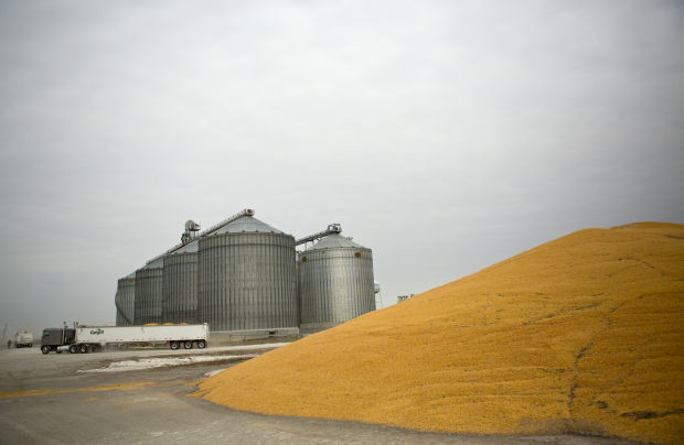 A bountiful harvest borne out in mountains of grain