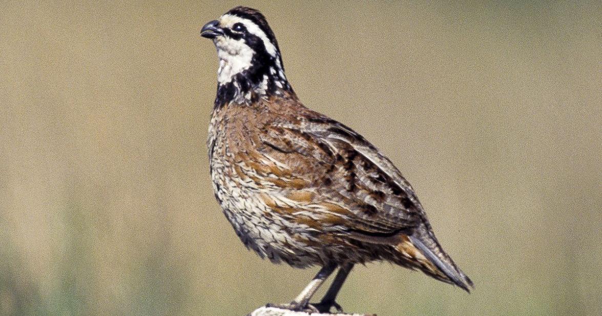 Bobwhite basics: Helping quail with ecology, habitat