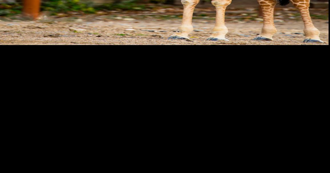 'She's a little dramatic' — First of three giraffes to arrive in ...