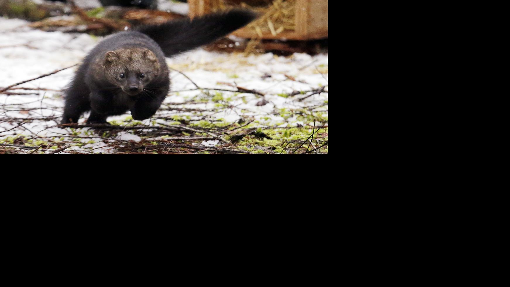 Rare weasel species makes a comeback in Washington state ...