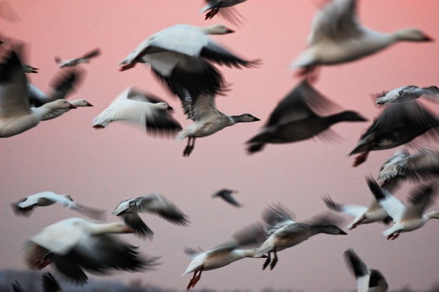 Joe Duggan: Photographing a snow goose squall