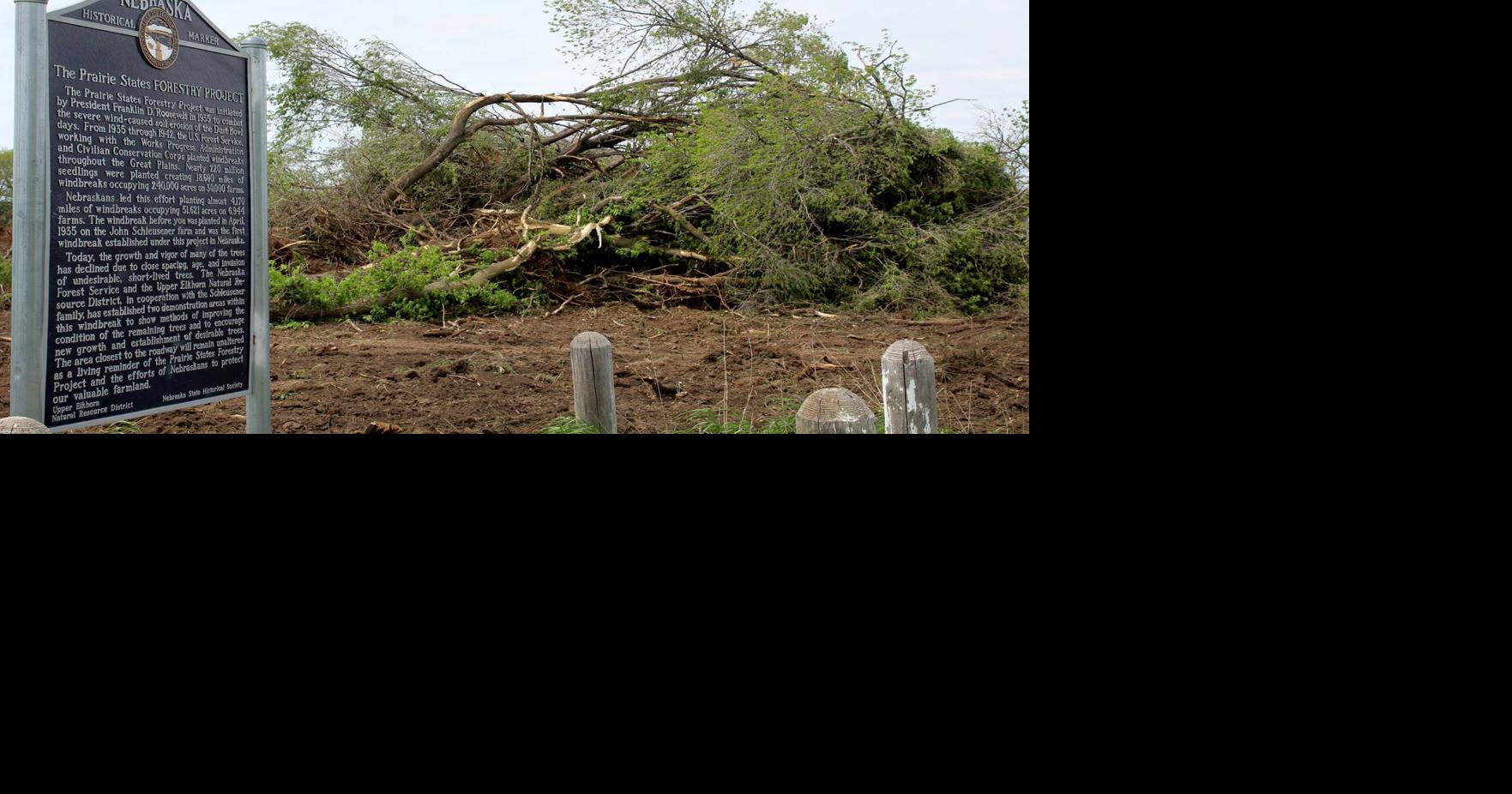 Ashes and sawdust: Historic windbreak toppled and burned