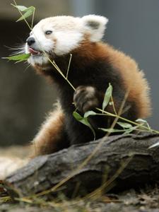 Photos: New at the Zoo