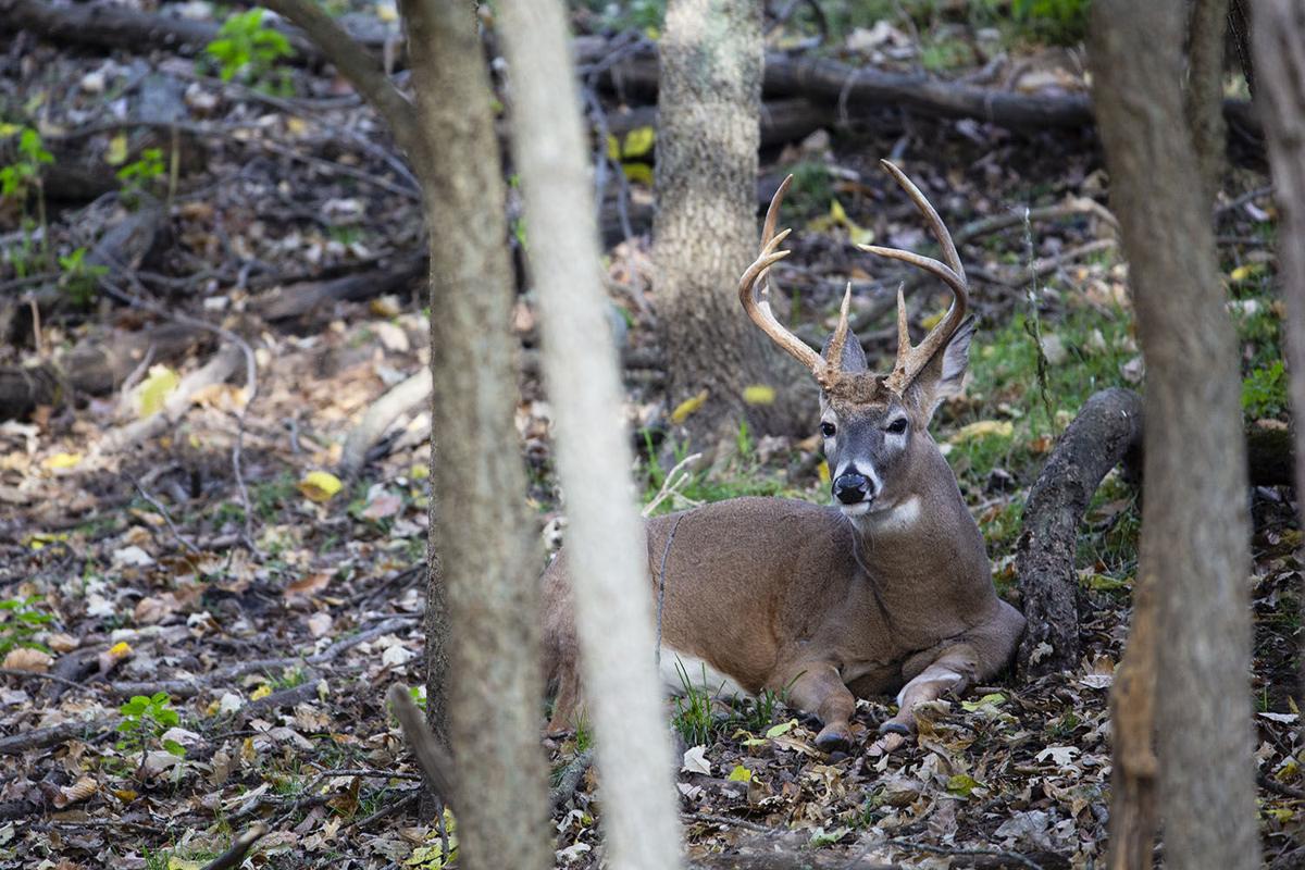 Get out and scout before you hunt deer