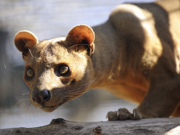 What's new at the zoo? Snow leopards, monkeys and a fossa | Family ...