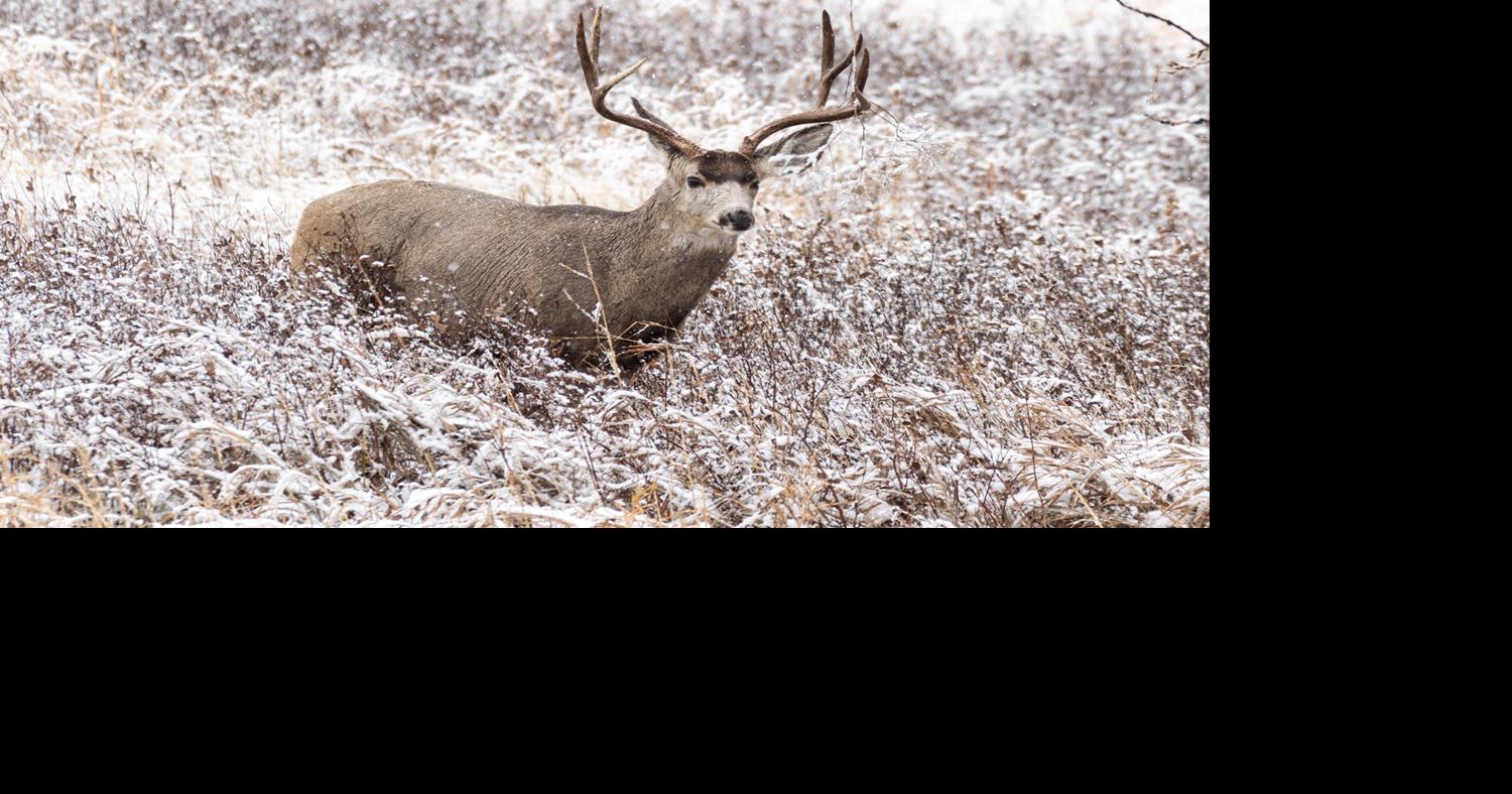 Nebraska a two-deer state
