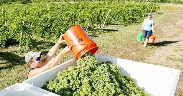A James Arthur milestone: Nebraska's largest vineyard celebrates 25 years