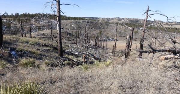 Pine Ridge Ranger District plans landscape restoration projects
