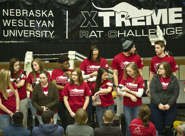 Rat Challenge going strong in its 40th year