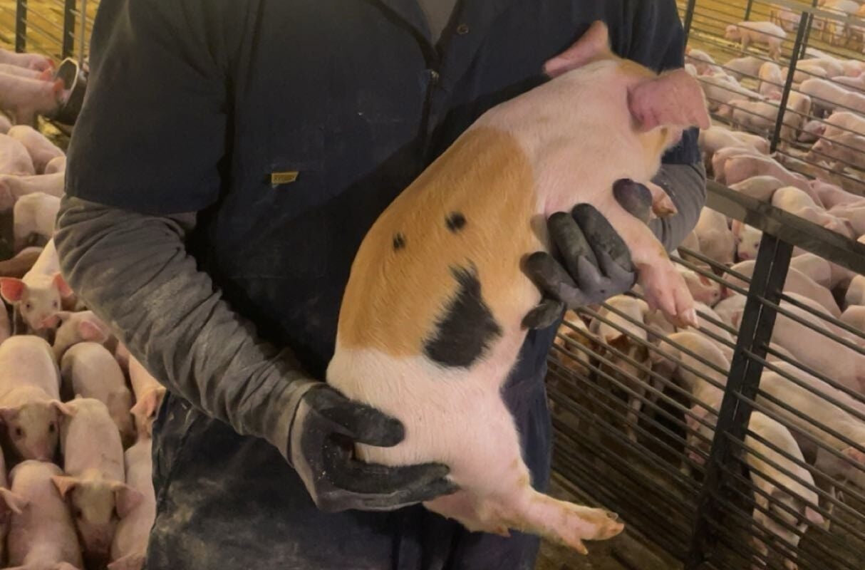 For Nebraska pig farmers, sustainability is more than just a buzzword