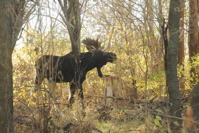 Moose spotted in Nebraska; hunters urged to be cautious